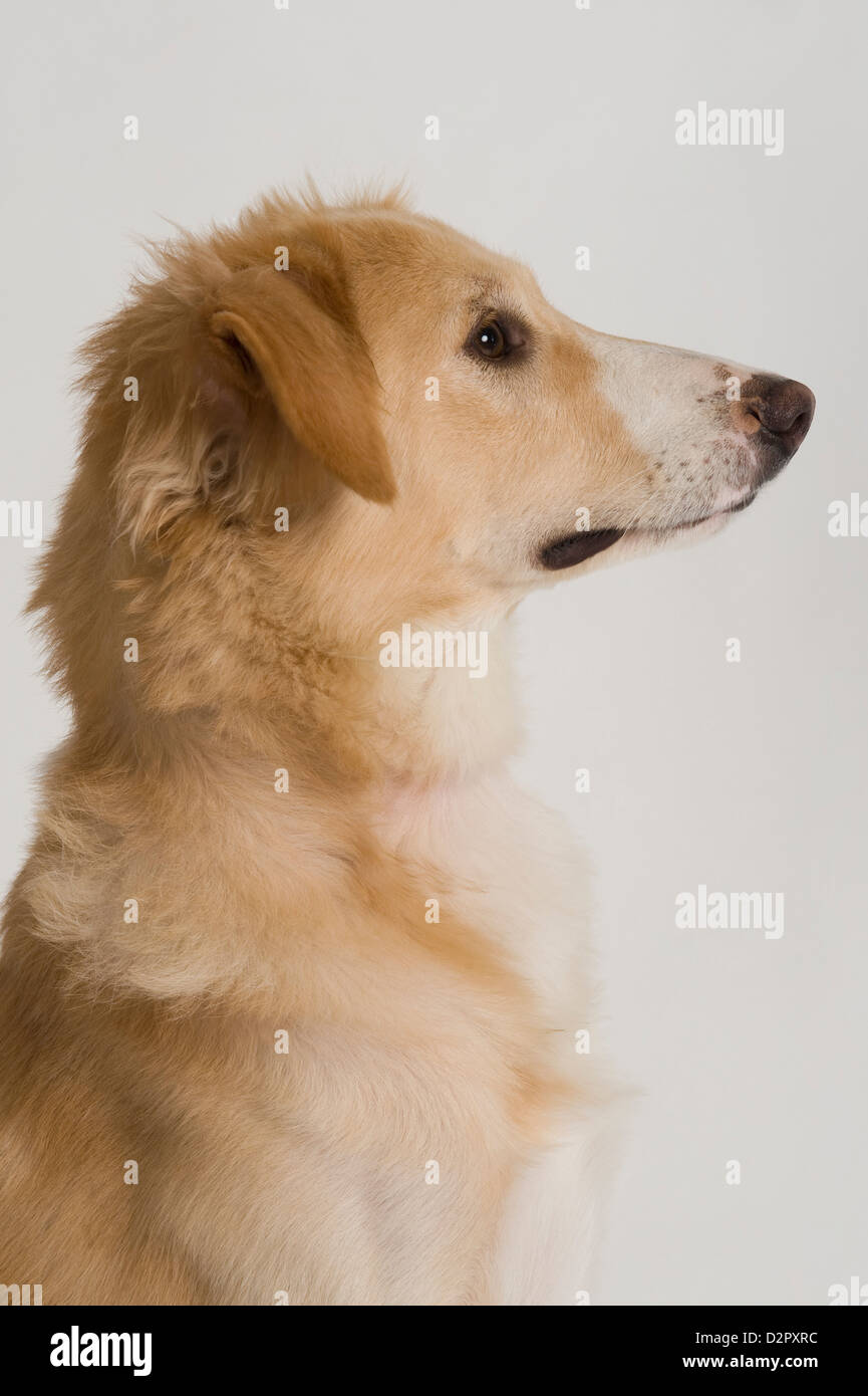 Close-up of a dog Stock Photo - Alamy