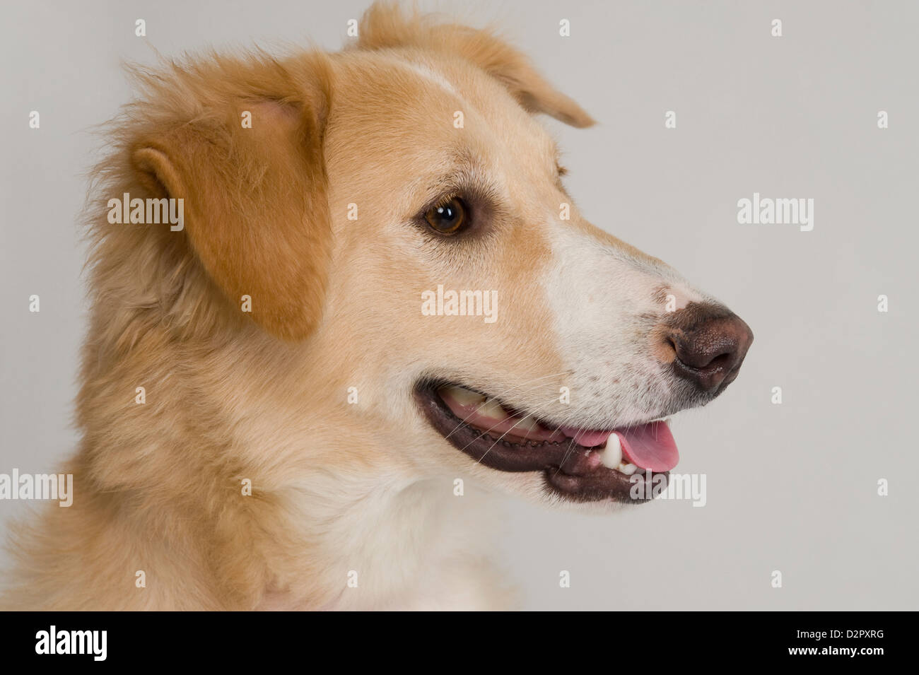 Close-up of a dog Stock Photo - Alamy