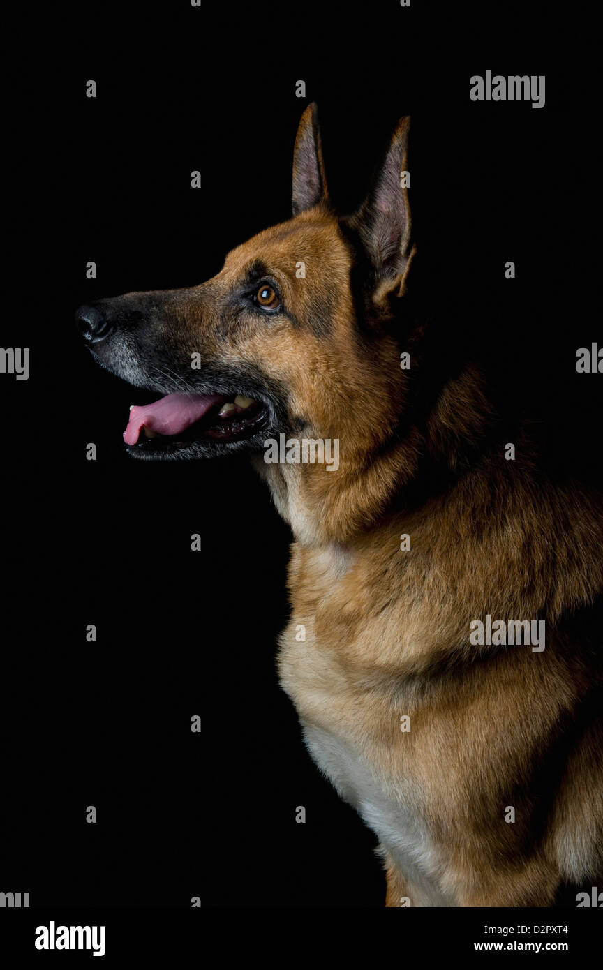 German shepherd image hi-res stock photography and images - Alamy