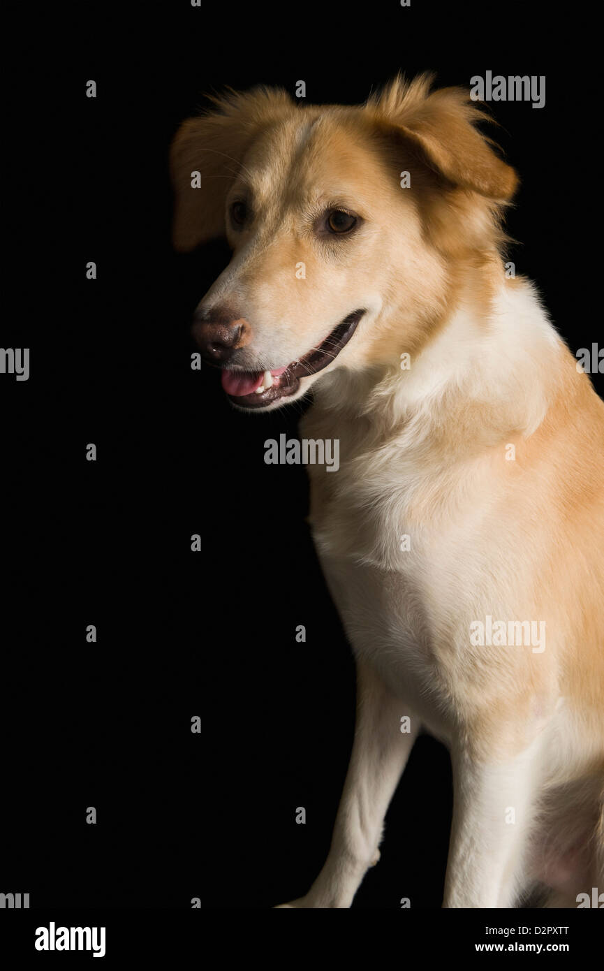 Close-up of a dog Stock Photo - Alamy