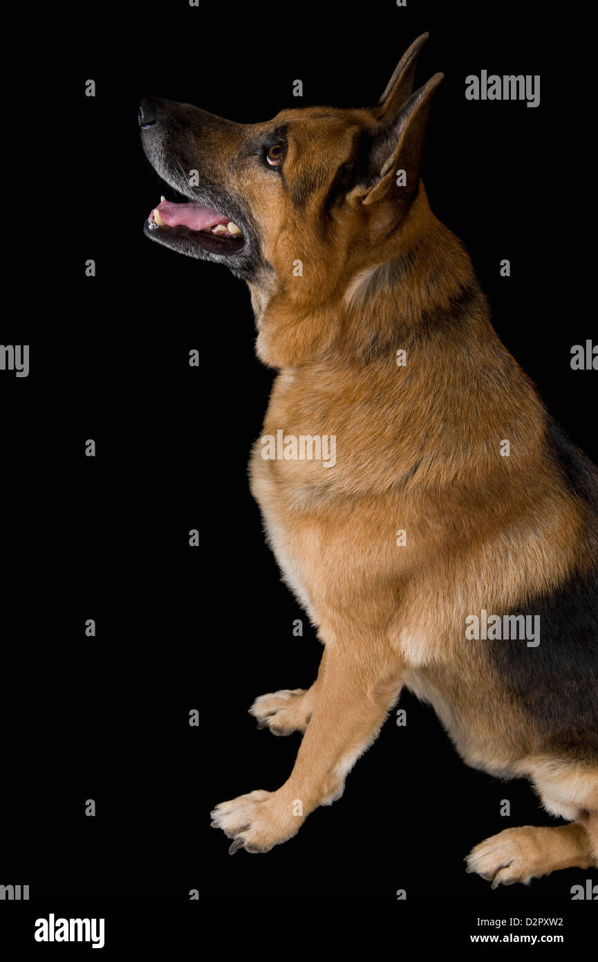 German Shepherd dog looking up Stock Photo - Alamy