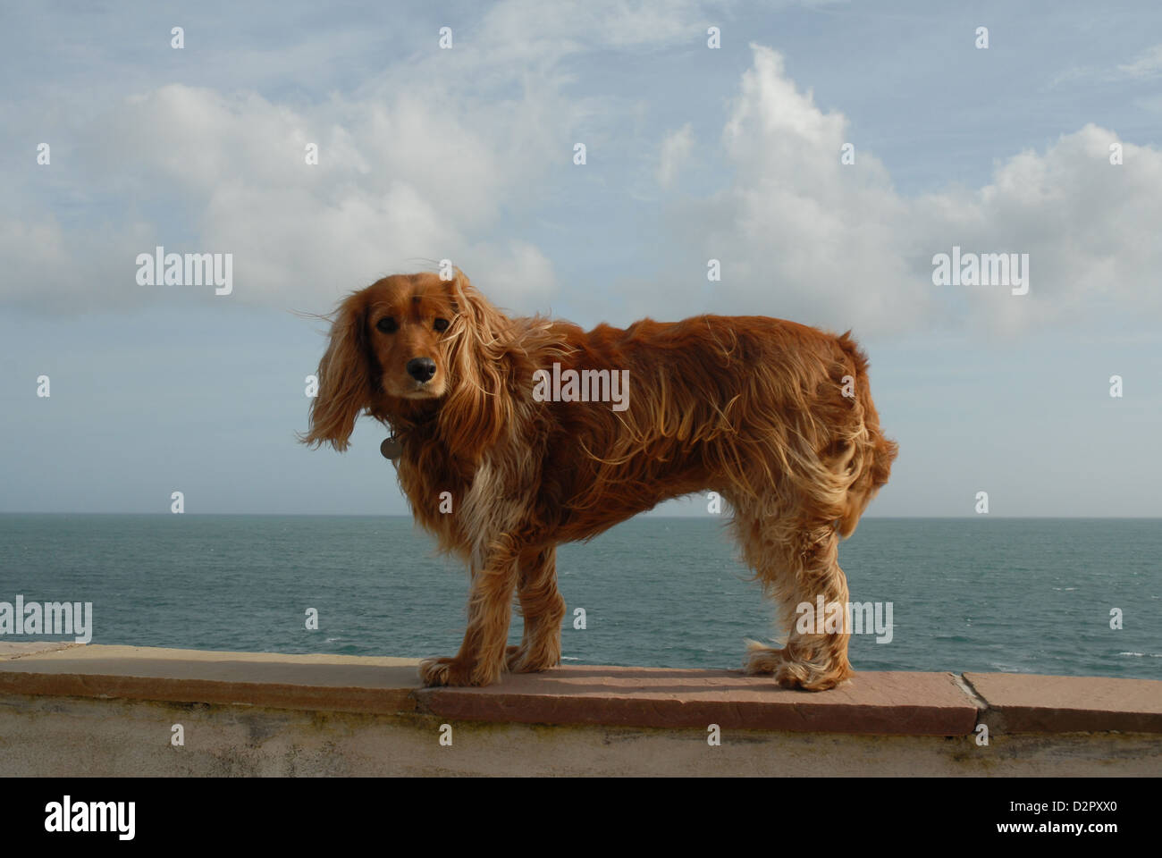 Red setter dog on a wall by the sea Stock Photo - Alamy