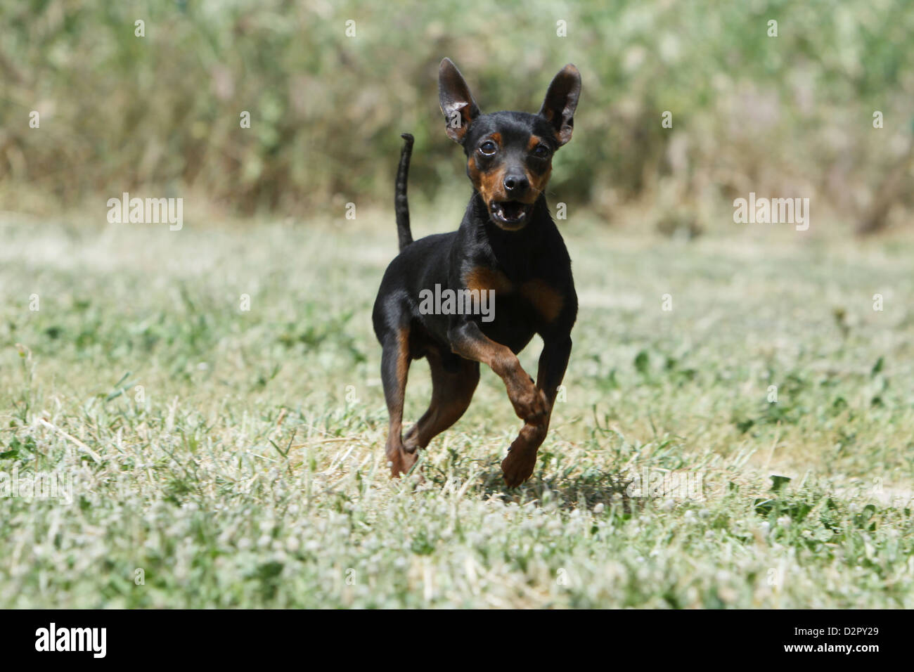 Dog Prazsky krysarik / Prague Ratter / Ratier de Prague adult running ...