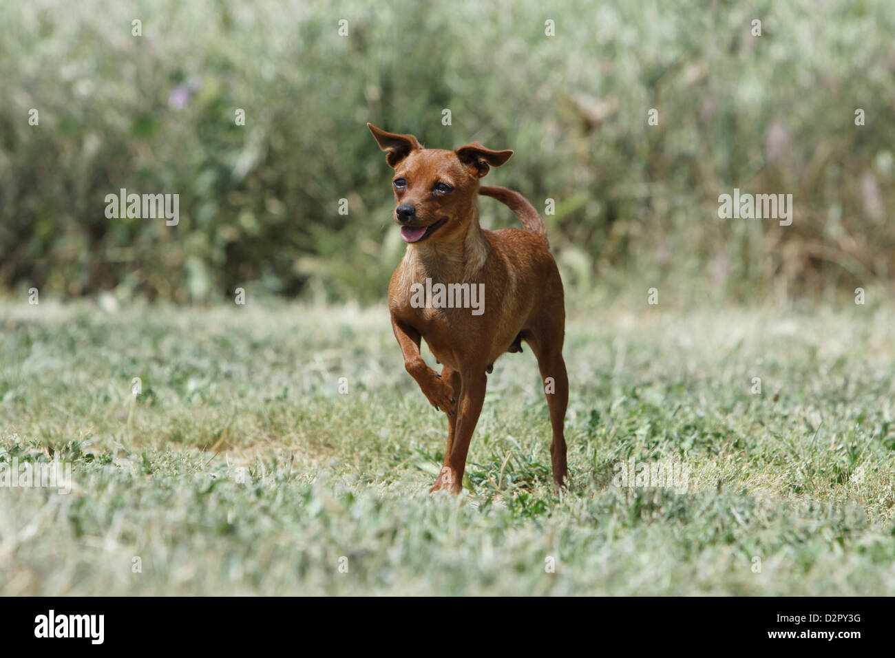 Ratiers hi-res stock photography and images - Alamy