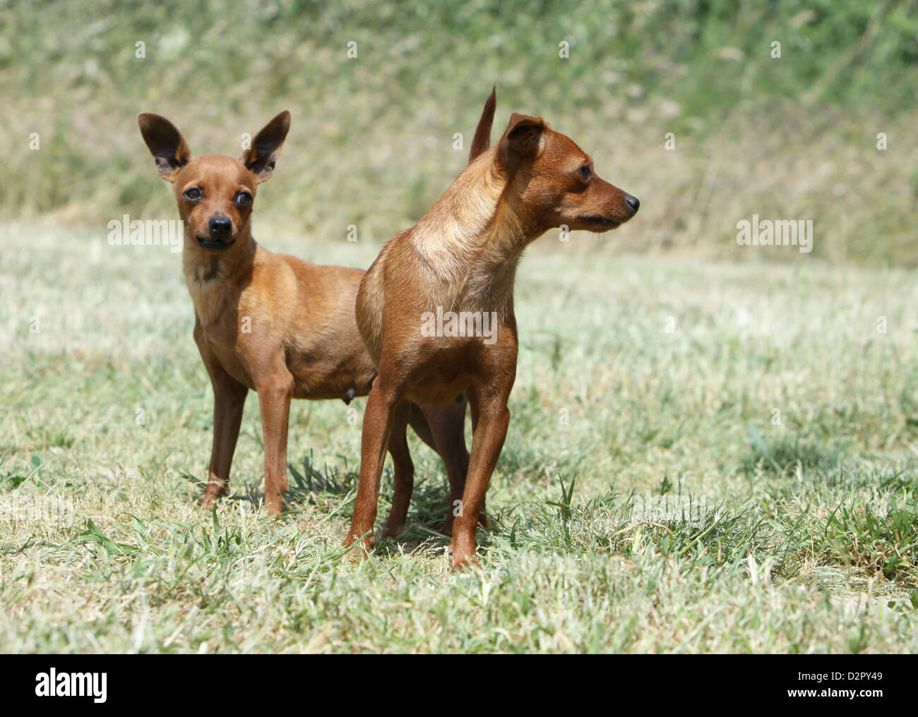 Ratiers hi-res stock photography and images - Alamy