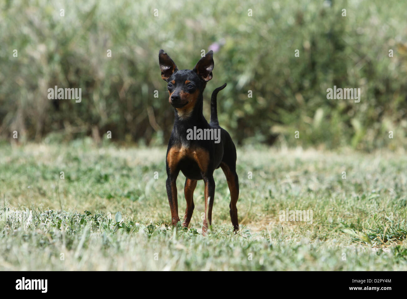 Dog Prazsky krysarik / Prague Ratter / Ratier de Prague adult standing ...