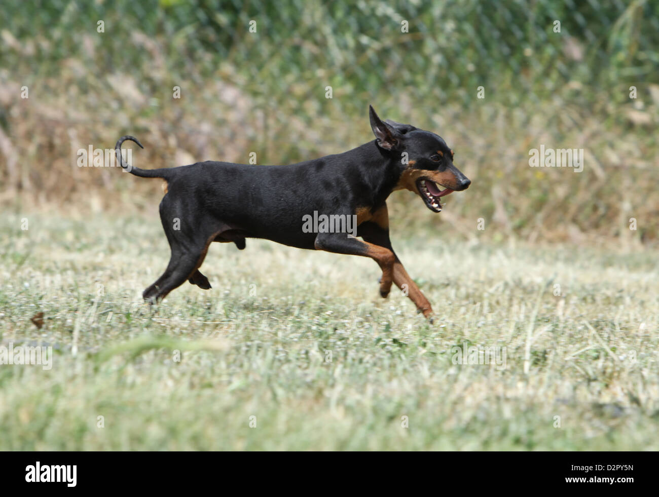 Dog Prazsky krysarik / Prague Ratter / Ratier de Prague adult running ...