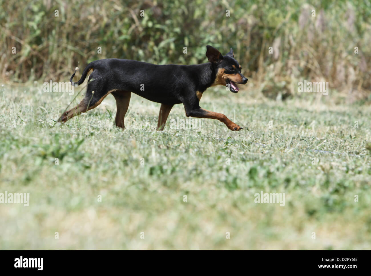 Dog prazsky krysarik prague ratter hi-res stock photography and images ...