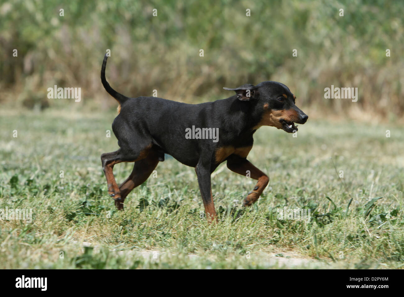 Dog Prazsky krysarik / Prague Ratter / Ratier de Prague adult running ...