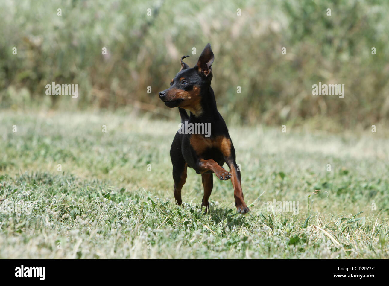 Dog Prazsky krysarik / Prague Ratter / Ratier de Prague adult running ...