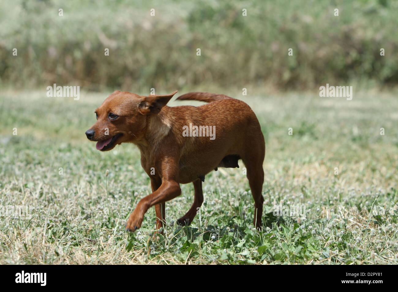 Dog Prazsky krysarik / Prague Ratter / Ratier de Prague adult running ...