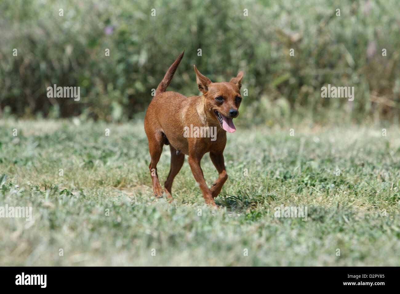 Dog Prazsky krysarik / Prague Ratter / Ratier de Prague adult running ...