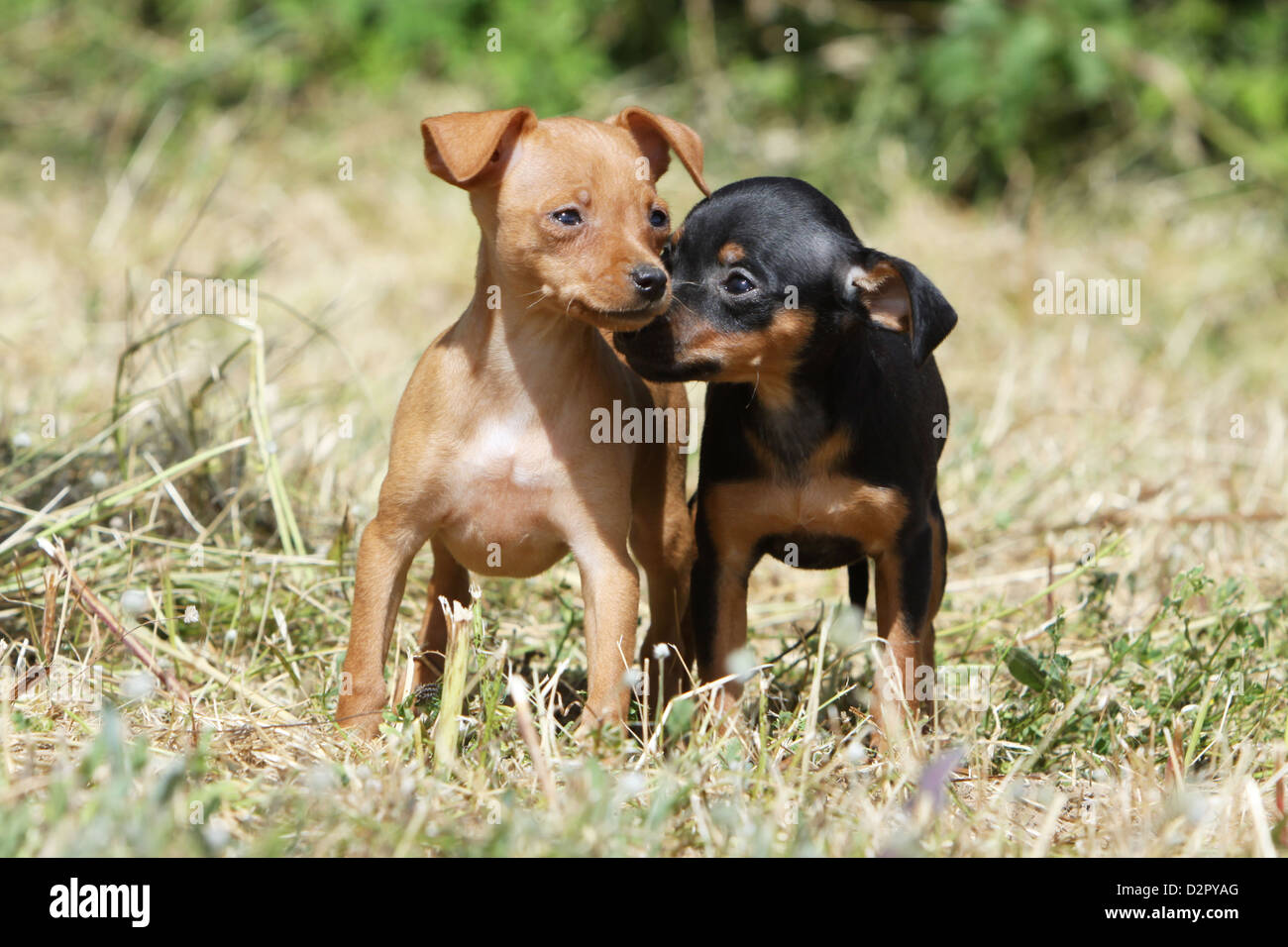 Dog Prazsky krysarik / Prague Ratter / Ratier de Prague two puppies ...
