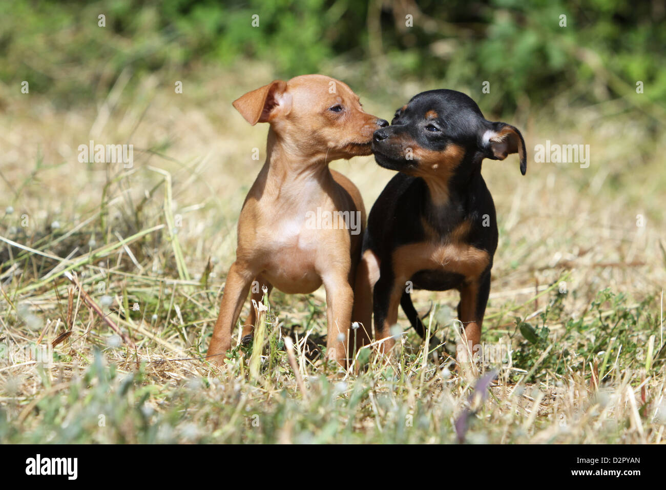 Dog Prazsky krysarik / Prague Ratter / Ratier de Prague two puppies ...