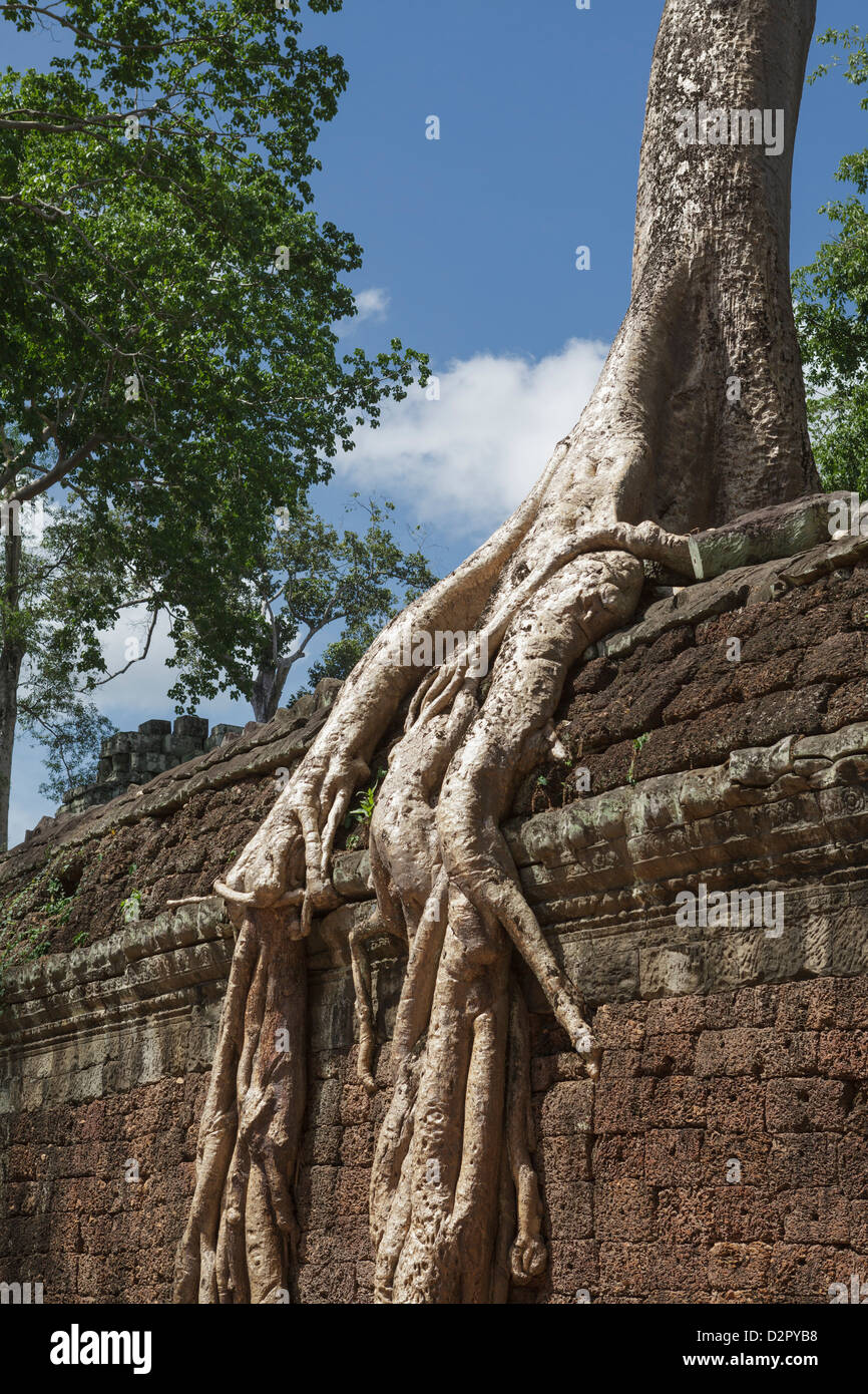 A sprawling root lays over a wall, Tah Prohm, Angkor, UNESCO World ...