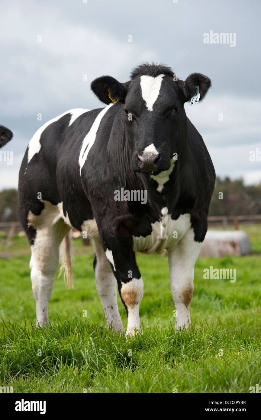 British Blue beef cattle in field, Northumberland, UK Stock Photo - Alamy