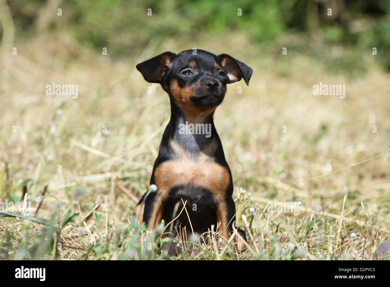 Prague rattler dog puppy hi-res stock photography and images - Alamy
