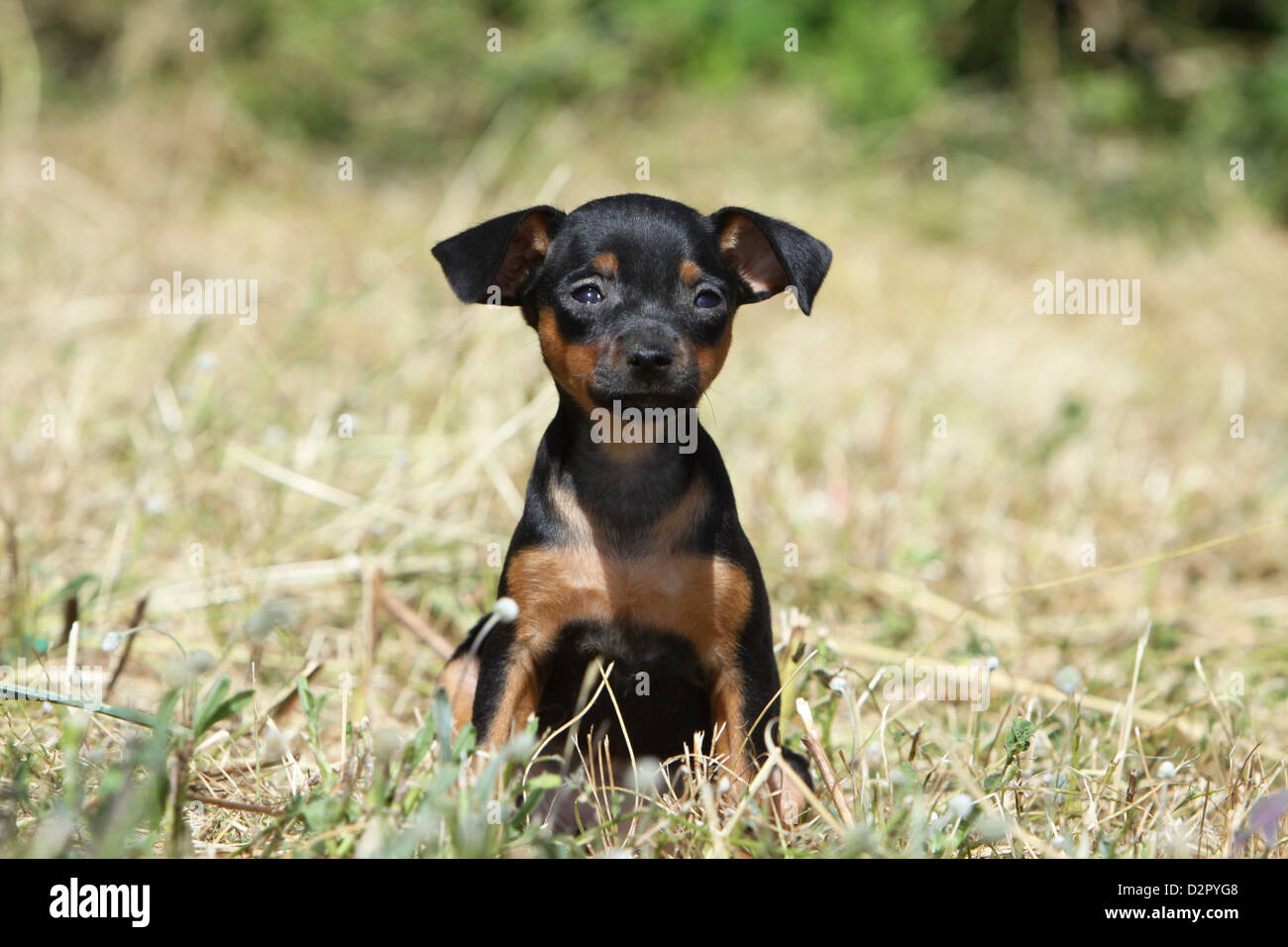 Dog Prazsky krysarik / Prague Ratter / Ratier de Prague puppy sitting ...