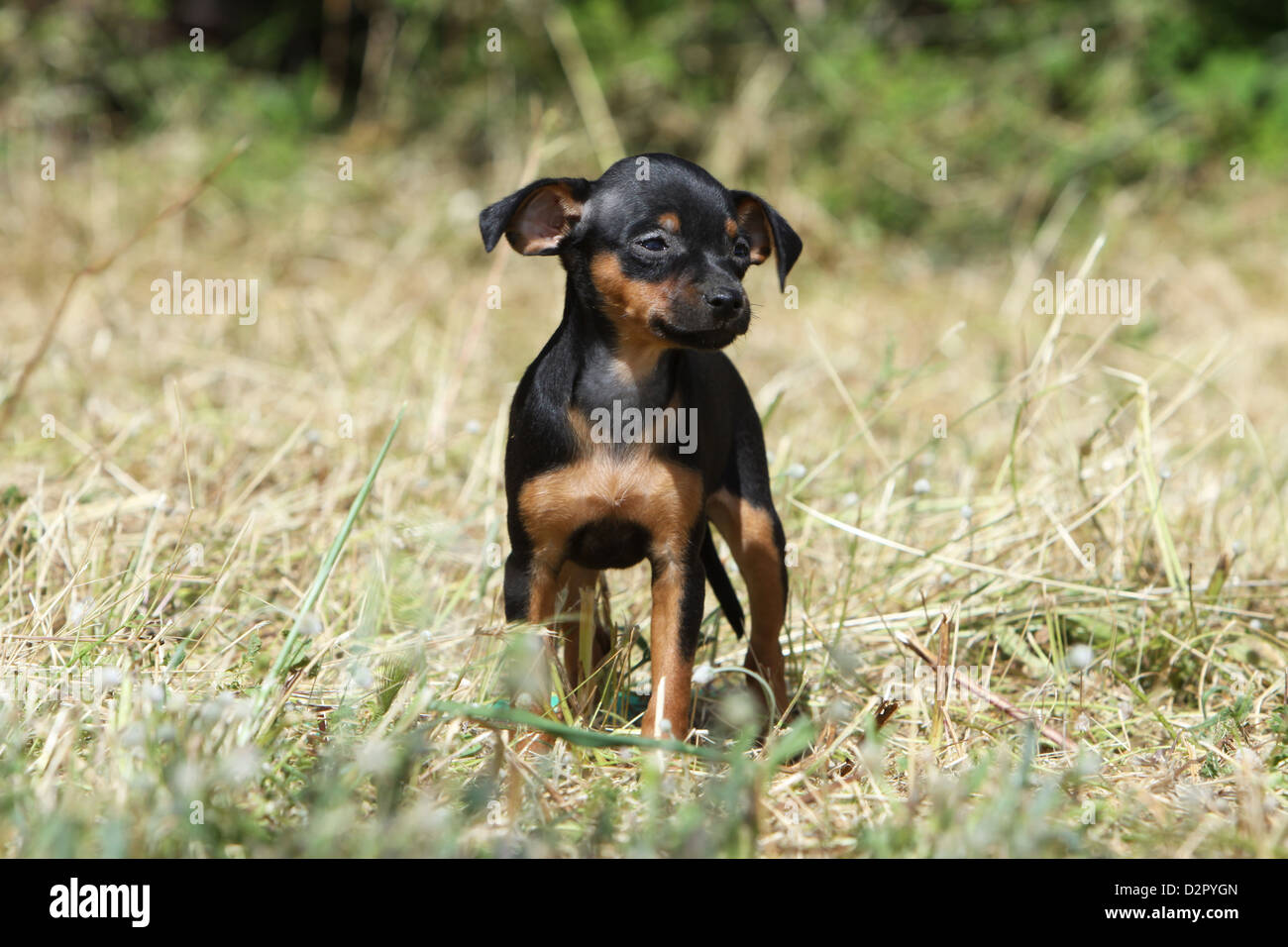 Dog Prazsky krysarik / Prague Ratter / Ratier de Prague puppy standing ...