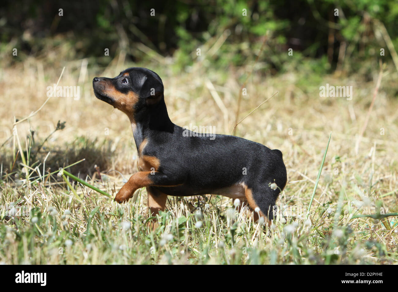 Dog Prazsky krysarik / Prague Ratter / Ratier de Prague puppy standing ...