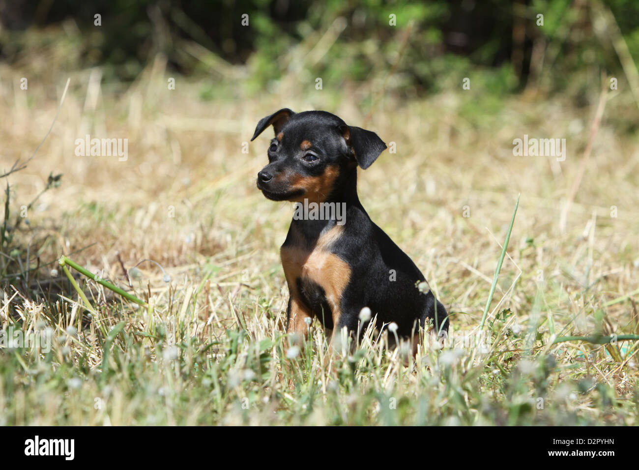 Dog Prazsky krysarik / Prague Ratter / Ratier de Prague puppy sitting ...