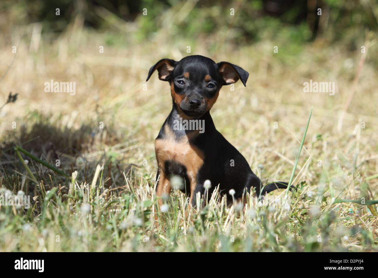 Prazsky krysarik hi-res stock photography and images - Alamy