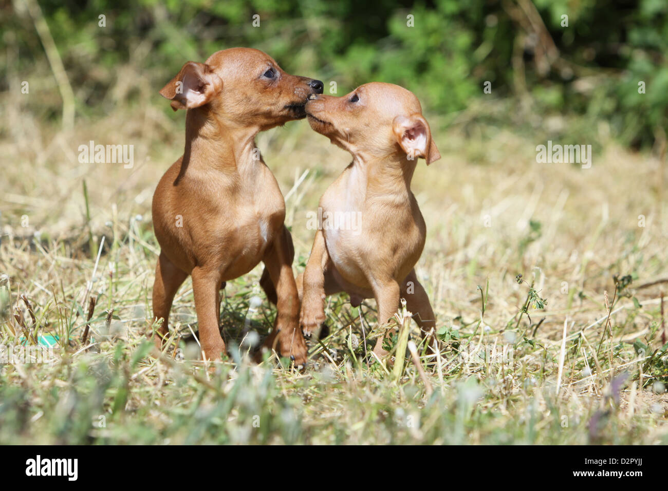 Dog Prazsky krysarik / Prague Ratter / Ratier de Prague two puppies ...