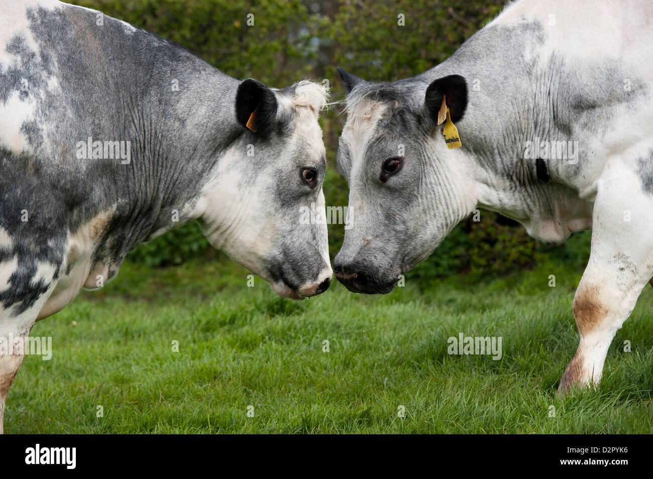 Stubborn cattle hi-res stock photography and images - Alamy