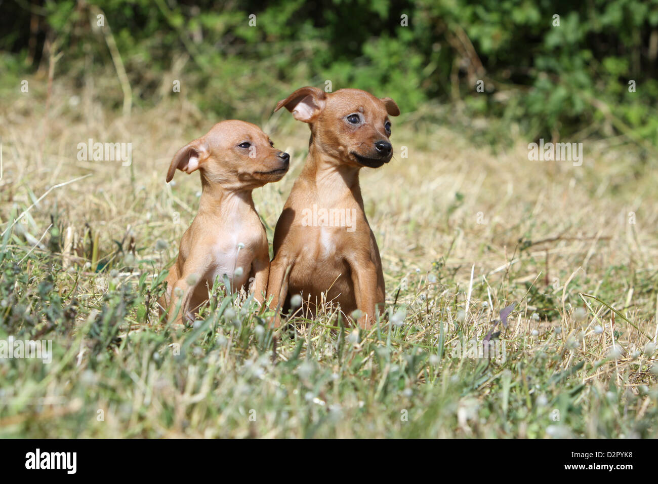 Dog Prazsky krysarik / Prague Ratter / Ratier de Prague two puppies ...