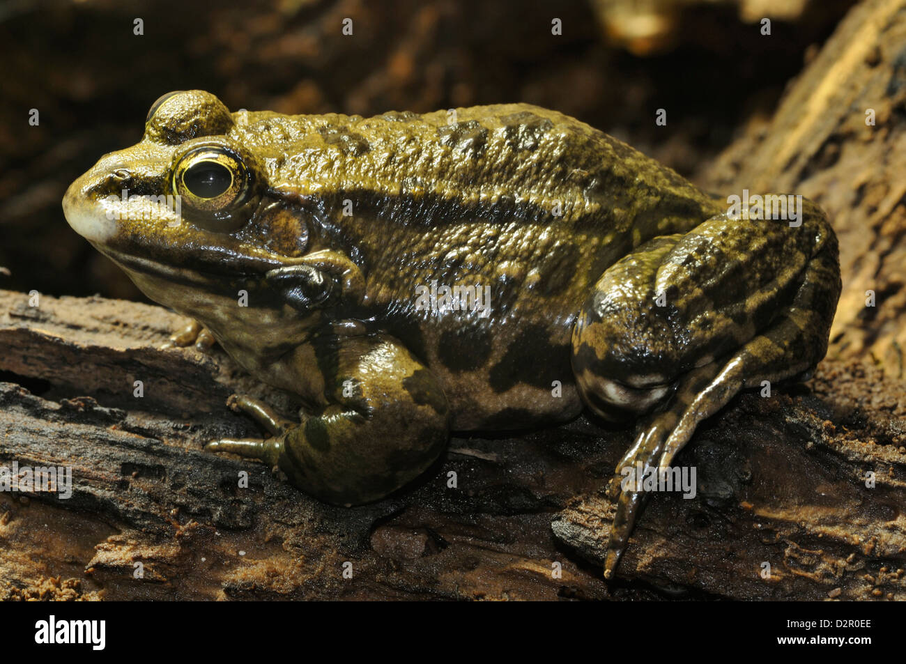 Marsh frog pelophylax ridibundus hi-res stock photography and images ...