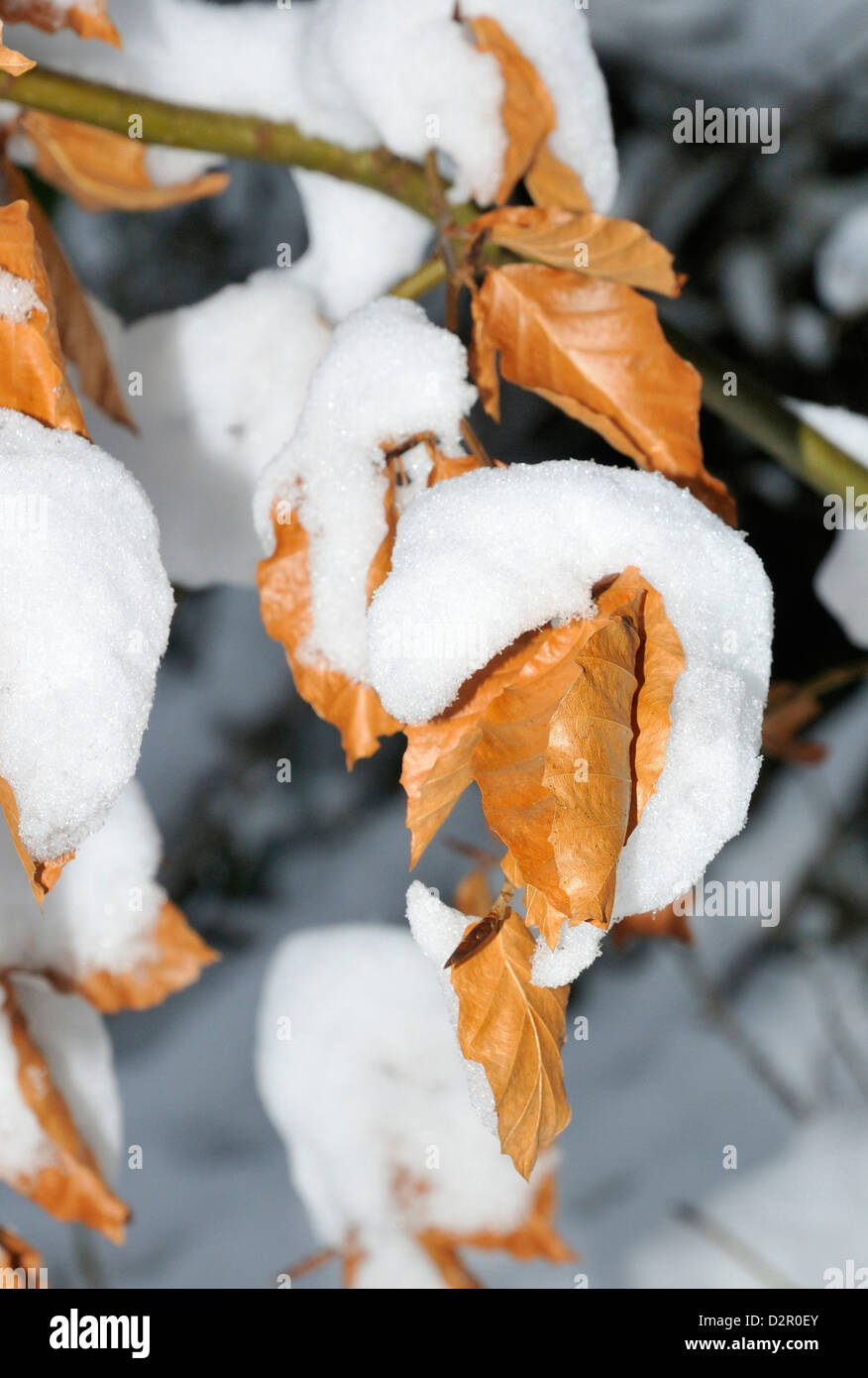 Beech tree leaves hi-res stock photography and images - Alamy