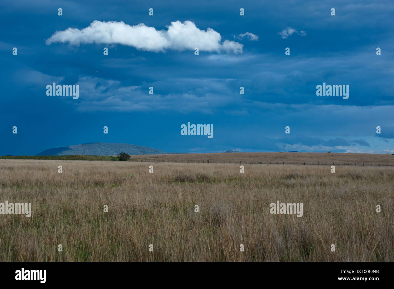 Grasslands dry grasslands hi-res stock photography and images - Alamy