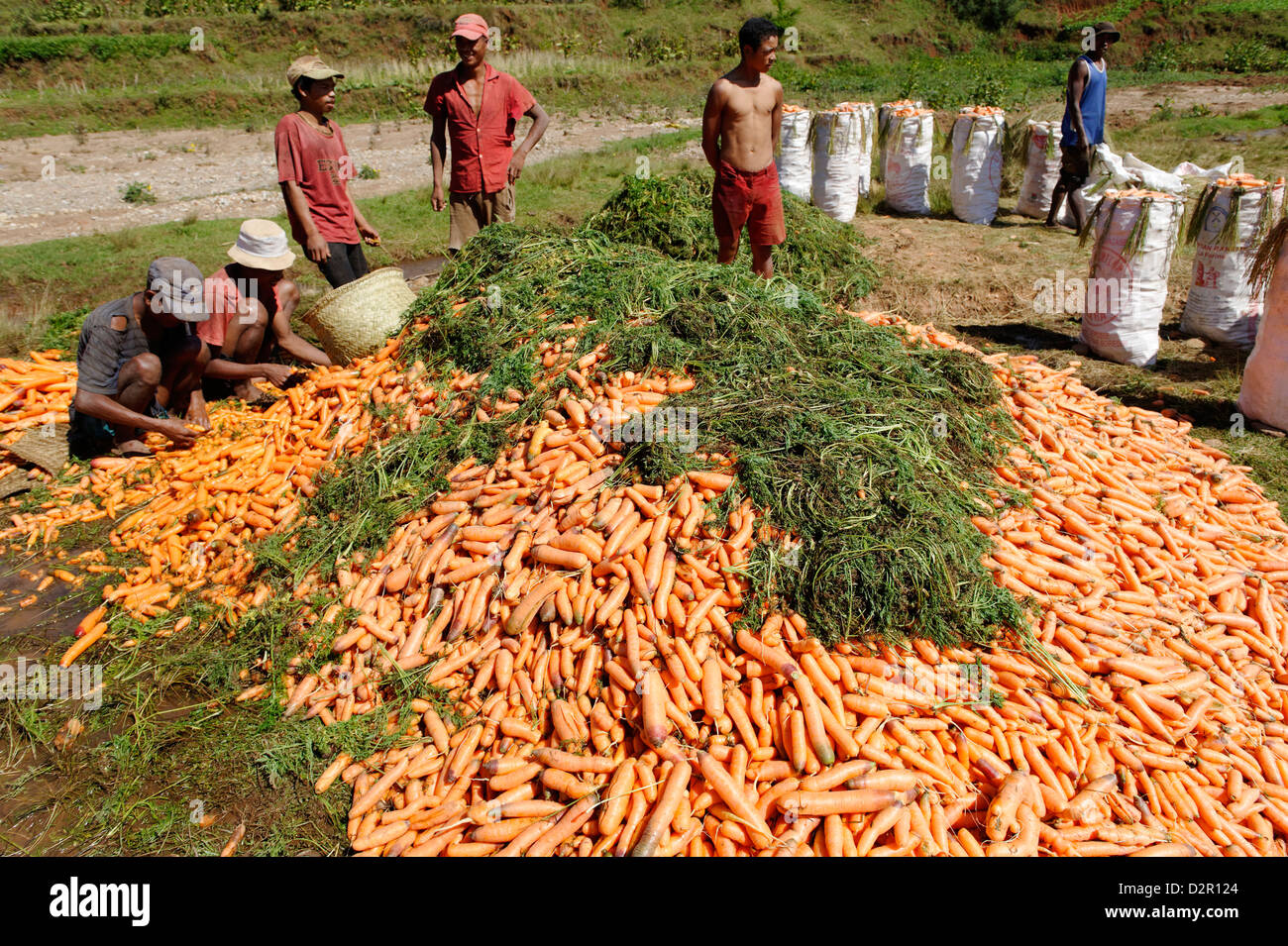 Carrot harvest, Vakinankaratra region, Madagascar, Africa Stock Photo ...