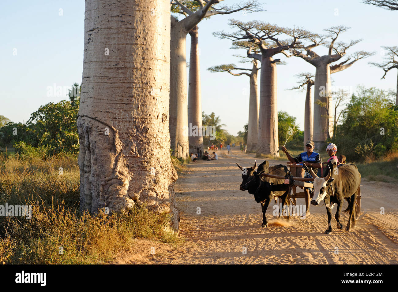 Baobab road hi-res stock photography and images - Alamy