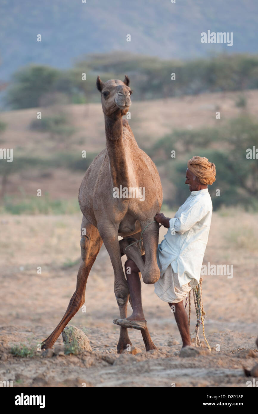 Camel herder tie legs to camel. Pushkar Camel Fair Stock Photo - Alamy