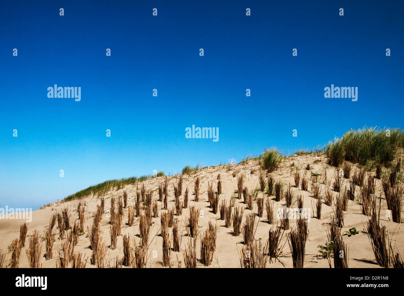 Tall grass on the beach, Scheveningen, The Hague, Netherlands Stock ...
