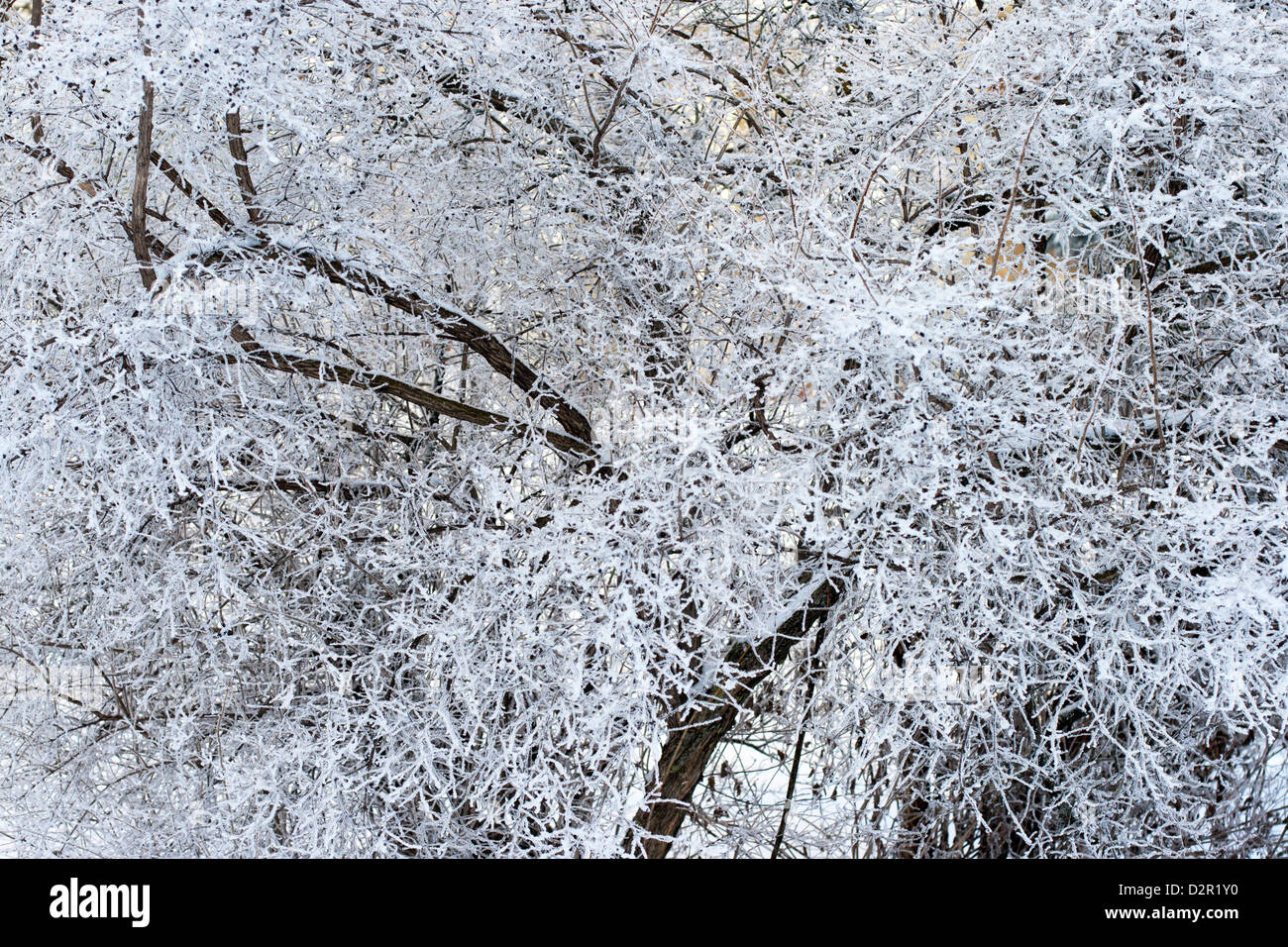 Twigs covered in snow Stock Photo - Alamy