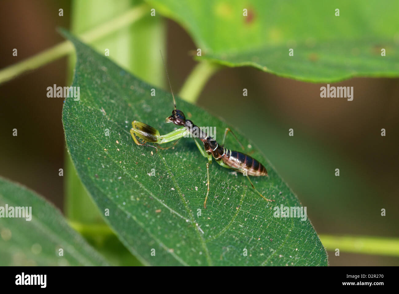 Asian Ant Mantis (Odontomantis planiceps). In its nymph stages this ...