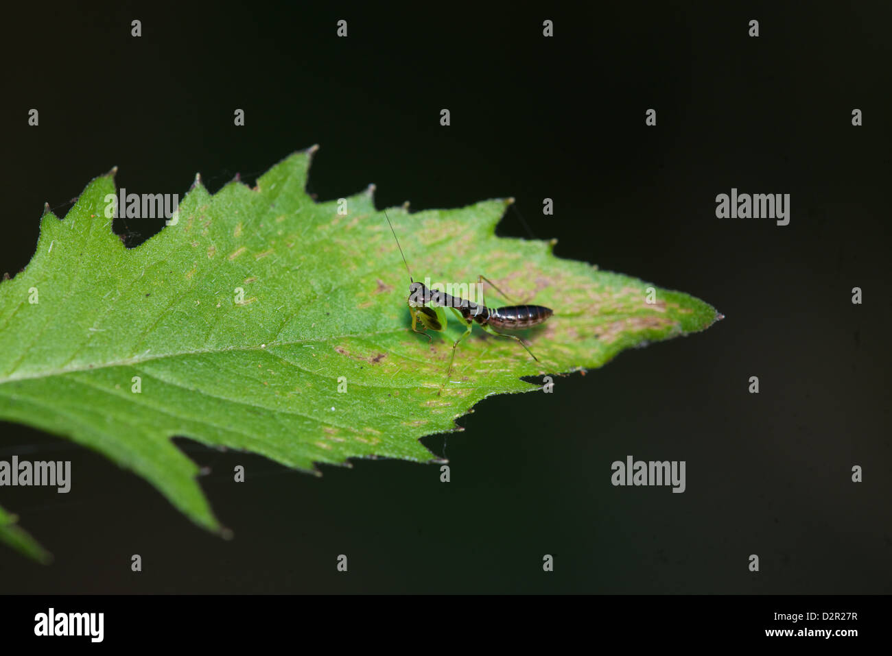 Asian Ant Mantis (Odontomantis planiceps). In its nymph stages this ...