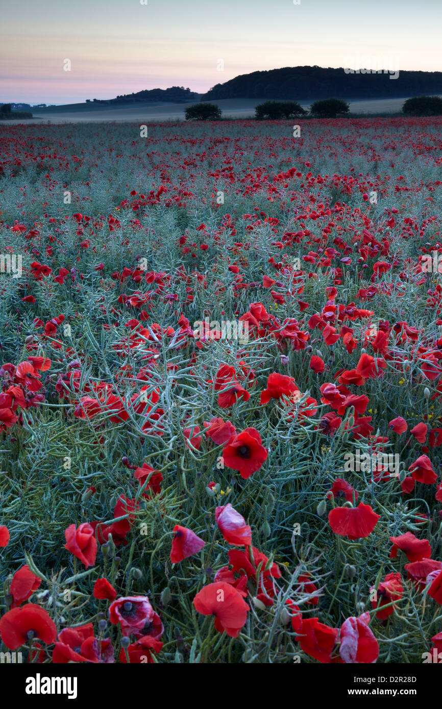 A field of Poppies near Burnham Market, Norfolk, England Stock Photo ...