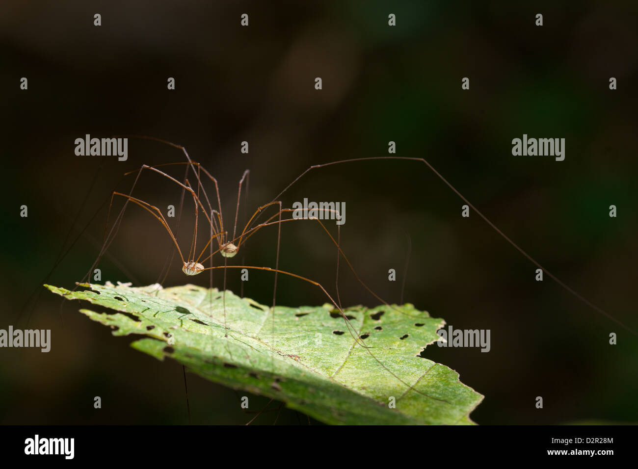 Long Legs Spiders High Resolution Stock Photography and Images - Alamy