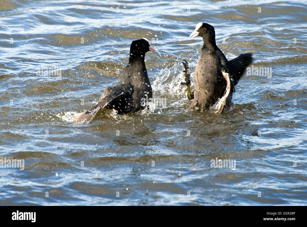 Coots territorial fight hi-res stock photography and images - Alamy