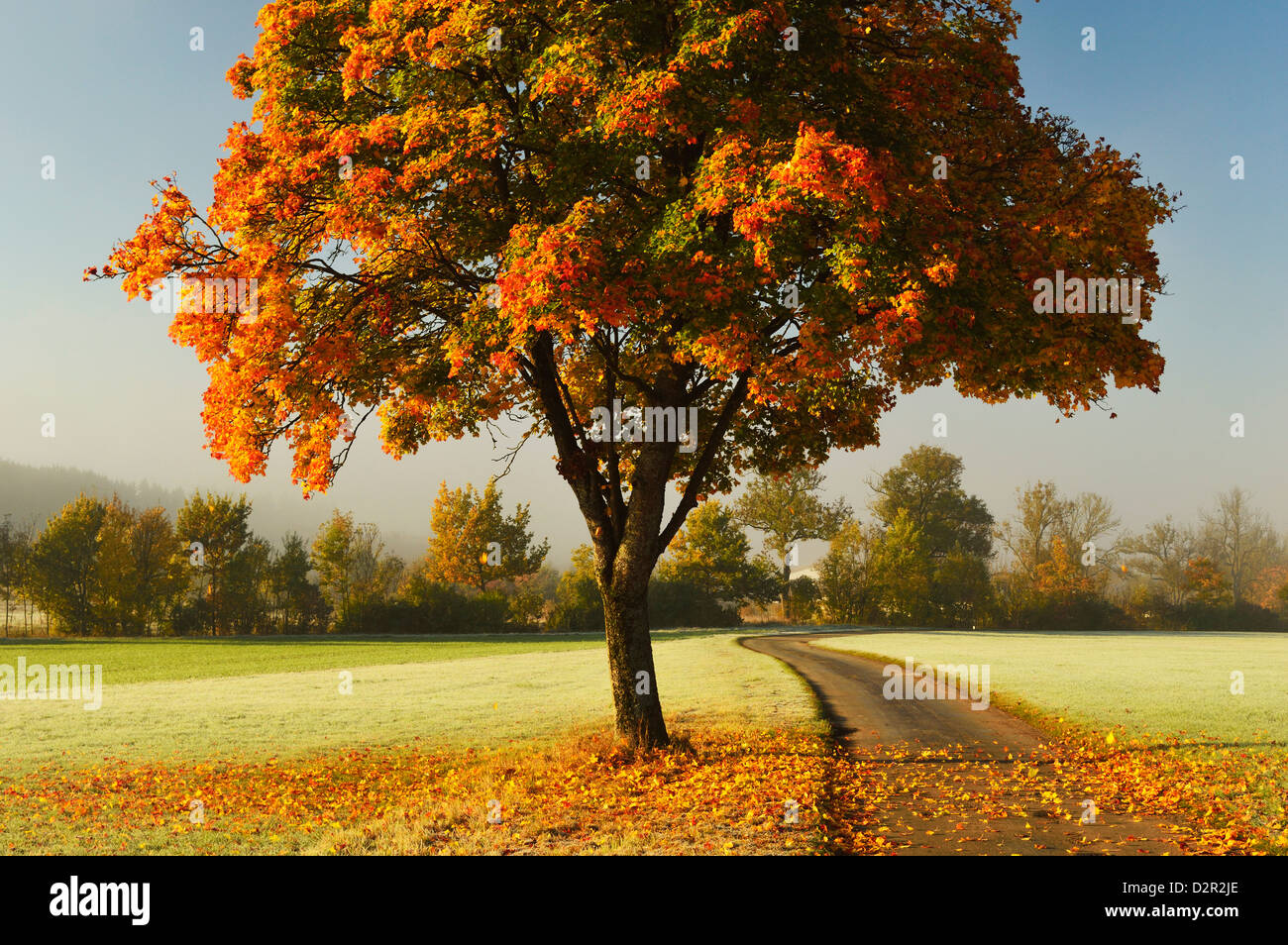 Maple tree hi-res stock photography and images - Alamy