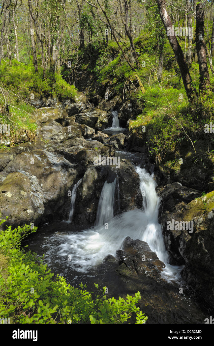 Waterfalls at Wood of Cree, near Newton Stewart, Dumfries and Galloway ...