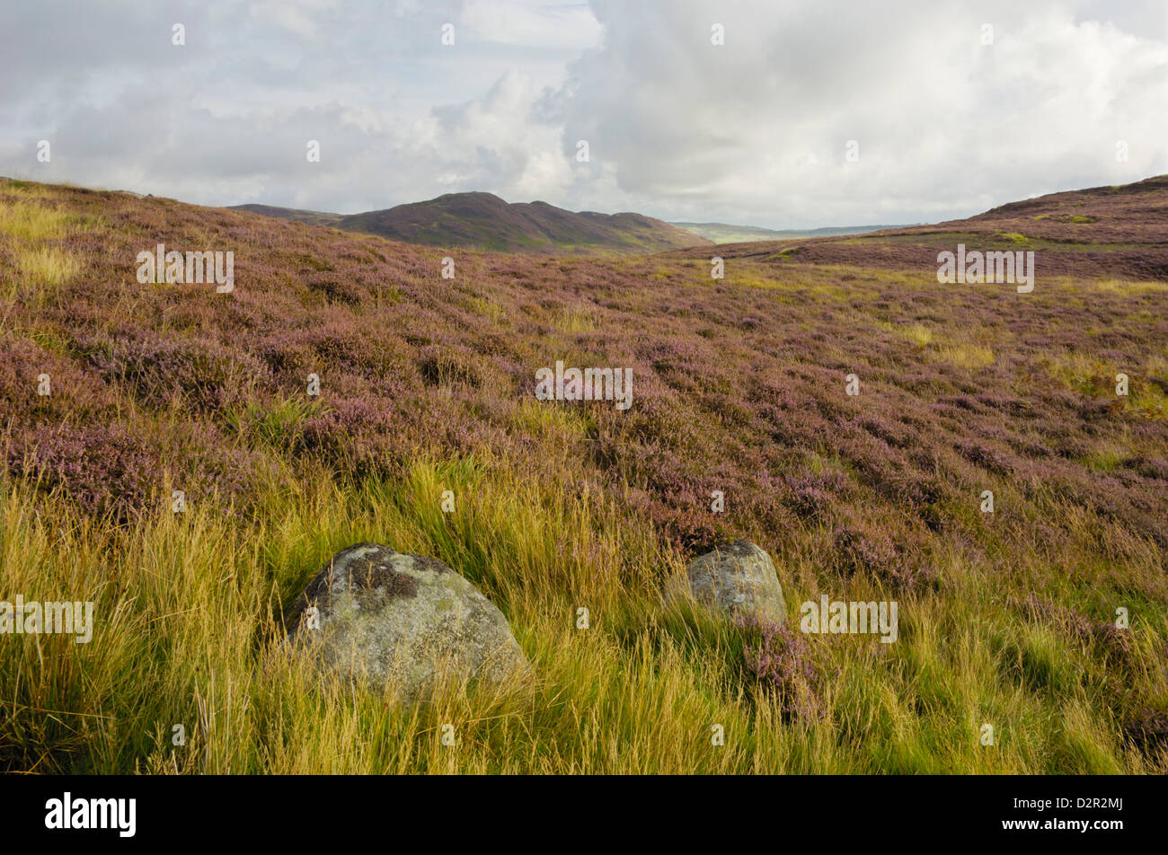 Heather on the Galloway Hills, Castramont Hill looking towards Craig of ...