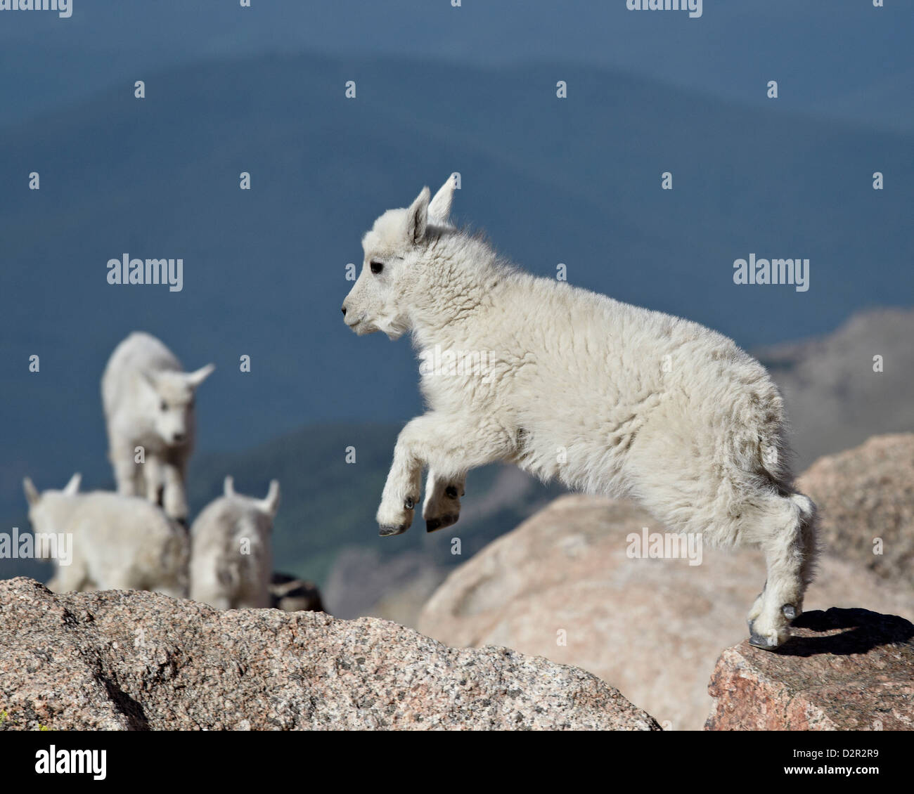 Goat Jumping On Sheep