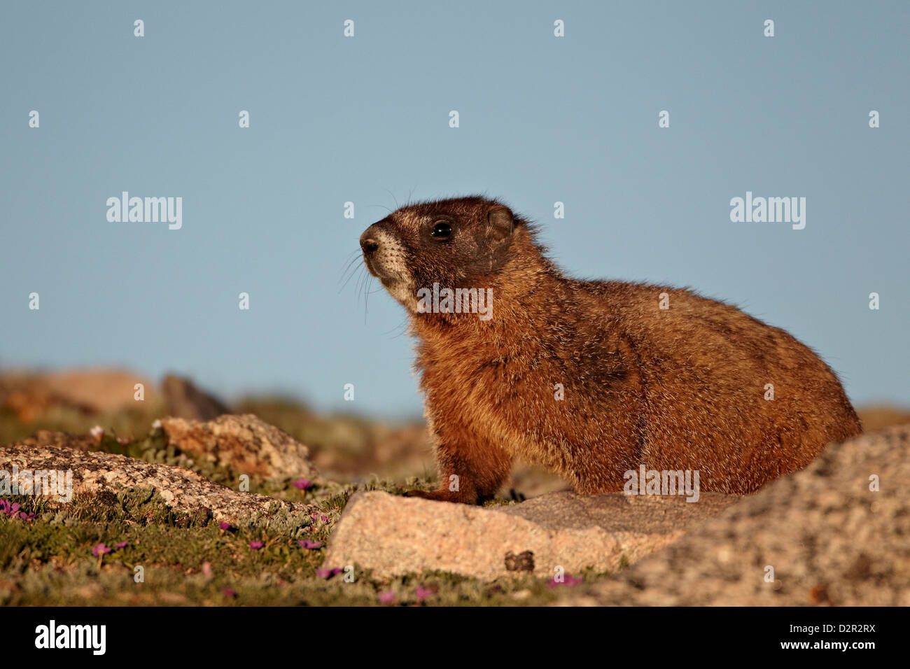 Yellow-bellied marmot (yellowbelly marmot) (Marmota flaviventris ...