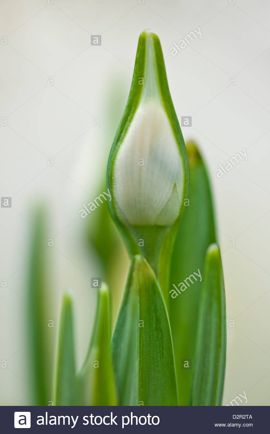 Hippolyta Stock Photos & Hippolyta Stock Images - Alamy