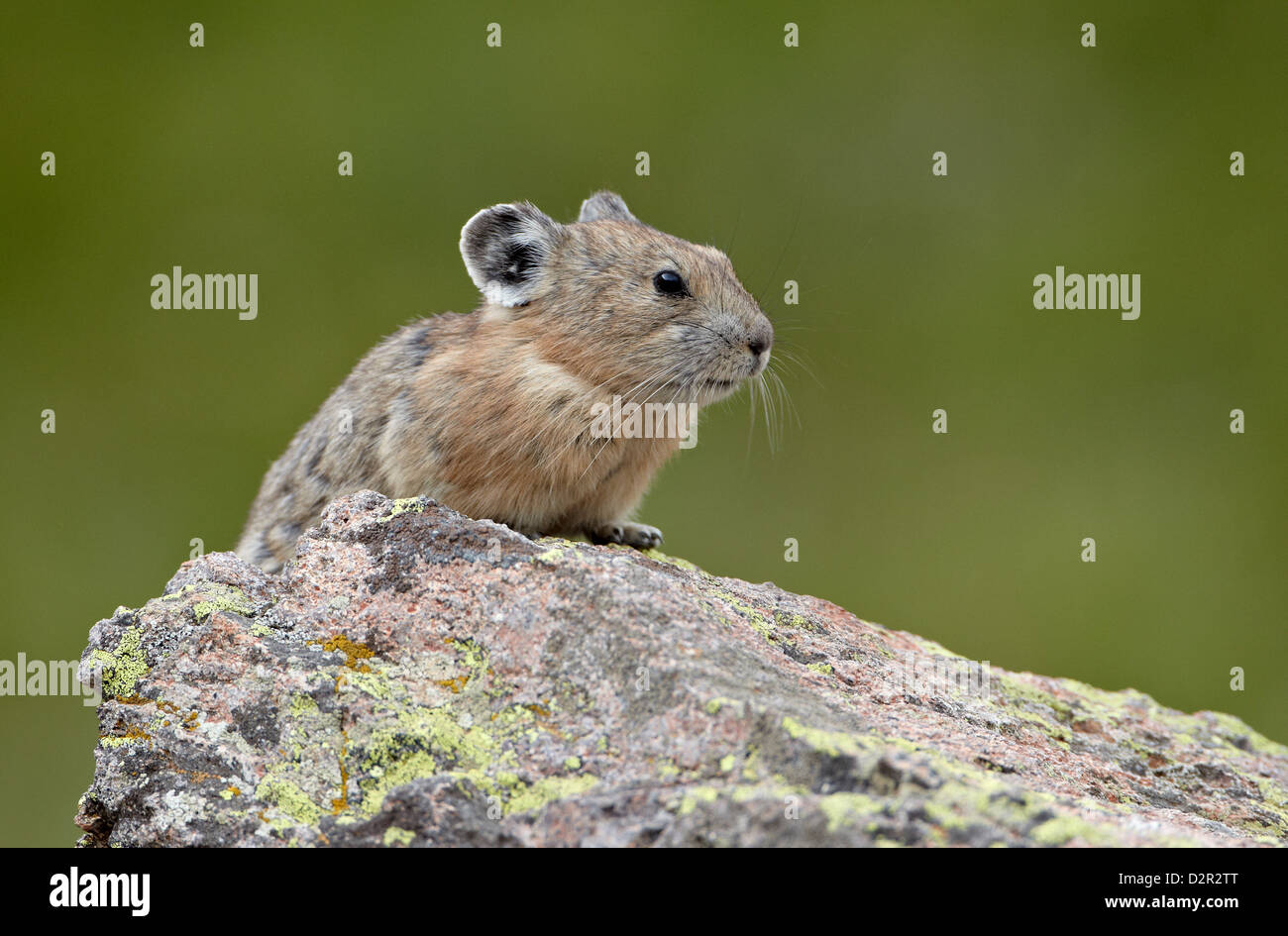 Pika cute hi-res stock photography and images - Alamy