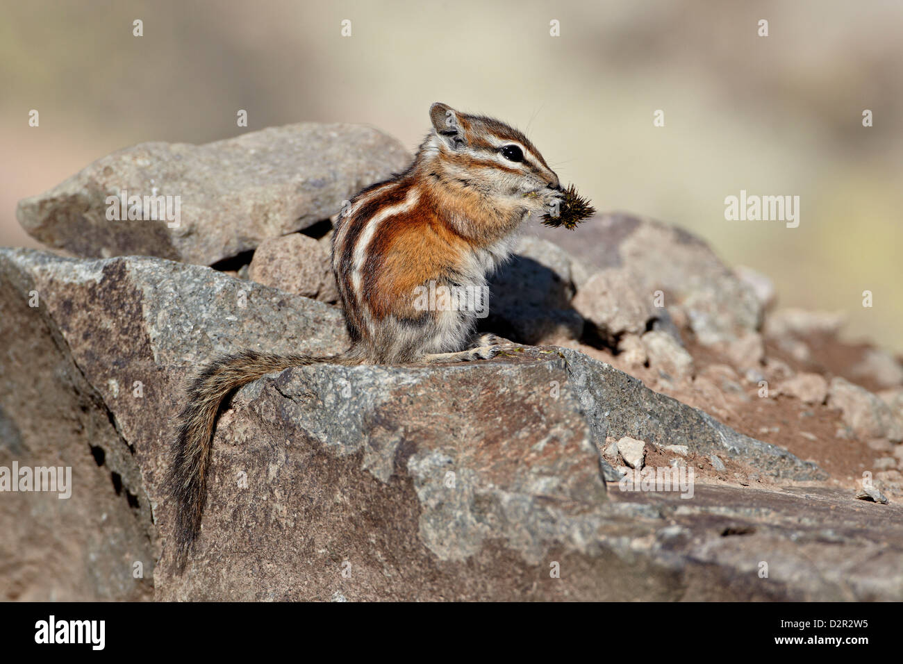 Colorado chipmunk (Eutamias quadrivittatus) eating, San Juan National ...
